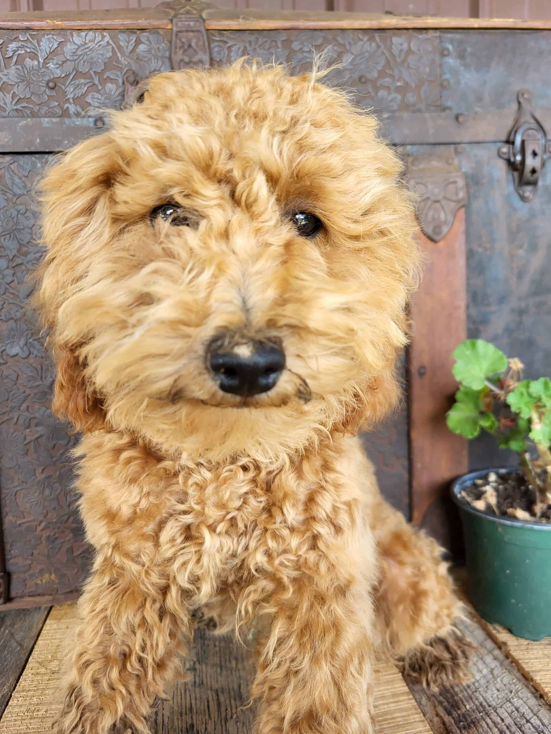 Ginger - Red Female Puppy | Rustic View Kennels